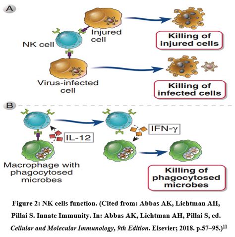 cd56 expression on natural killer cells and its correlation with