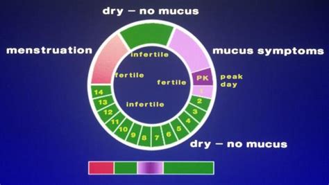 Missionary Doggie Style Does Sex Position Matter When Youre Trying