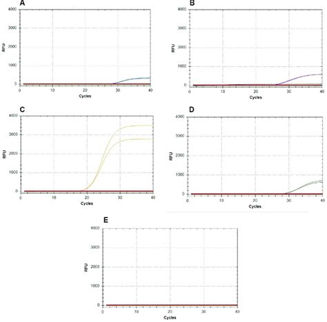 Specificity Of The Quadruplex Real Time Pcr Assay Since The Graphs For Download Scientific