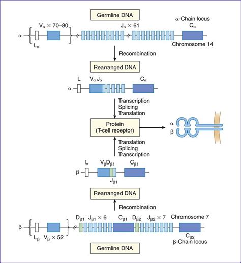 Surface Interactions Between T Cells And Antigen Presenting Cells Oncohema Key