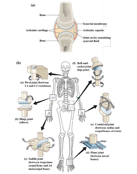 Types Of Synovial Joints Youtube