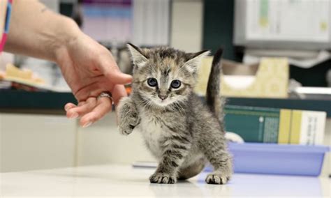 Top 5 Kitten Behavior Tips