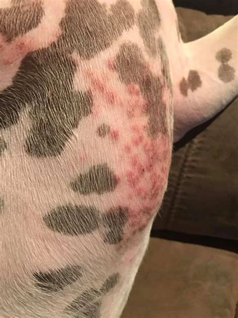 Itchy Dogs Pyoderma — Vet Tails