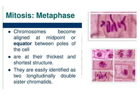 Mitotic Index Calculation And Importance Pptx