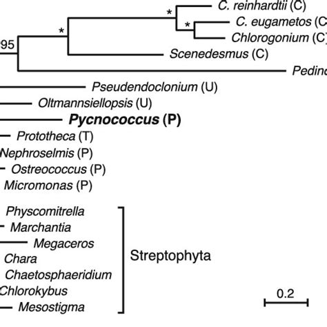 Pdf A Deviant Genetic Code In The Reduced Mitochondrial Genome Of The Picoplanktonic Green