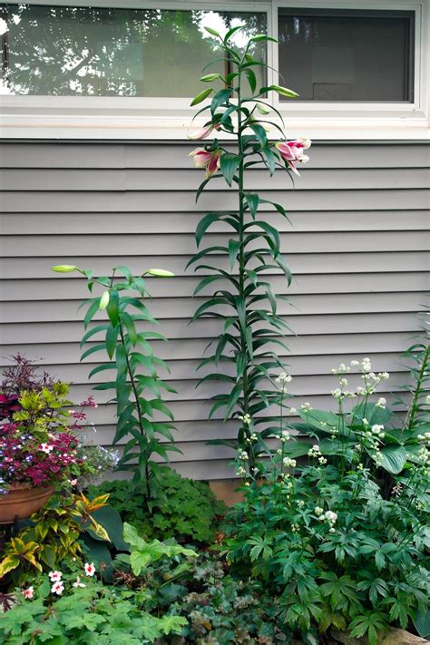 Cheesehead Gardening Orienpet Lily Garden Pleasure