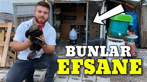 YENİ HOROZ ALDIM GÜVERCİNLERDE SIRADA YouTube