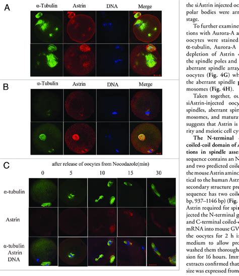 Localization Of Astrin In Mouse Oocytes Treated With Taxol And