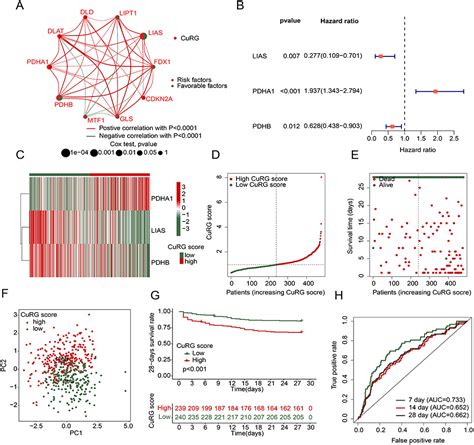 cuproptosis related genes as sepsis prognostic biomarkers jir
