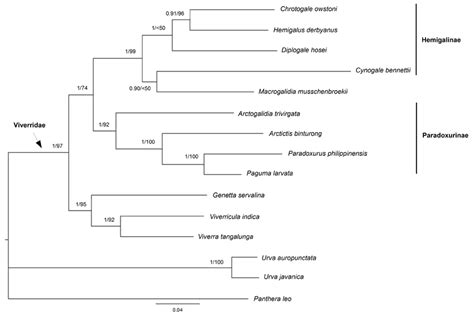 Bayesian Tree Reconstructed From A Combined Dataset Of Cytb Nd2 Fgb