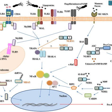 Pdf Pattern Recognition Receptors And Gastric Cancer