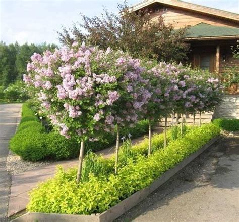 Очень красивая штамбовая сирень. Оцените😍 | Small gardens, Trees to ...