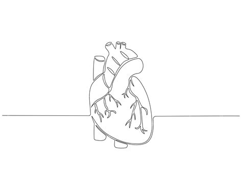인간 심장의 연속적인 한 줄 그림 한 줄 그림 심장의 일러스트레이션 인간 장기 개념 라인 아트 편집 가능한 윤 프리미엄 벡터