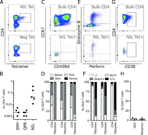 Mhc Ii Tetramer Characterisation Of Borf1 Specific Cd4 Cells In Long Download Scientific