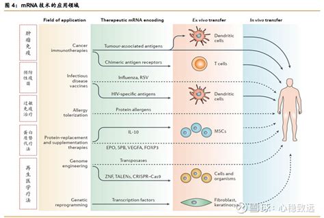 Mrna 技术的应用领域】 1）根据对所需蛋白质对 Mrna 进行编码设计，目前mrna的主要应用范围包括三个大方向 雪球