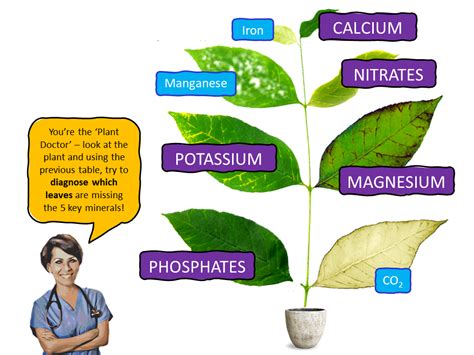 Plant Mineral Requirements Complete Lesson For Section 2e Edexcel Igcse Biology Plant