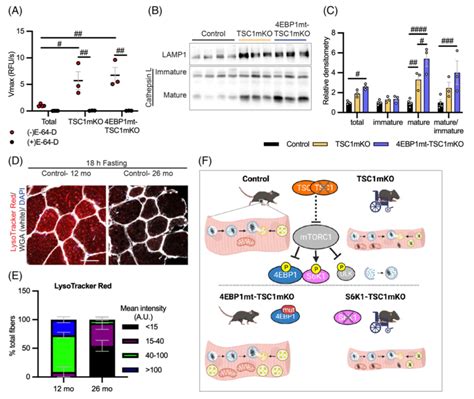 Lysosomal Dysfunction Was Conserved In The Natural Aging Mouse Muscles