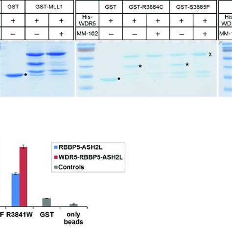 Schematic Representation Of Setd2 Structure Download Scientific Diagram
