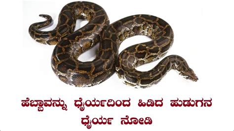 ಹೆಬ್ಬಾವು ಹಿಡಿಯುತ್ತಿರುವ ಈ ಹುಡುಗನ ಧೈರ್ಯ ನೋಡಿ Python 🐉🐉🐉 Youtube