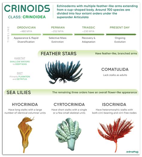 Crinoids Examples Characteristics Anatomy Fossils And Pictures