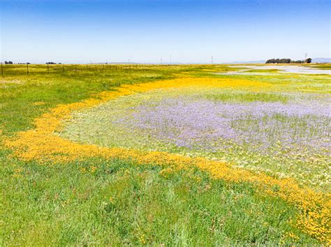 North San Joaquin Valley Cnps Vernal Pools Of The Central Valley Zoom