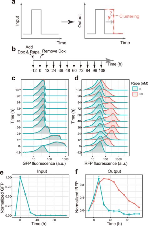 tf clustering confers sustained transcriptional response to transient