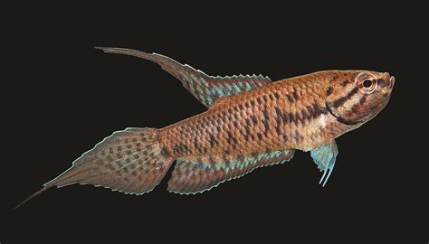 2024 Clp Team Awards Supporting The Next Generation Of Global Conservationists Birdlife