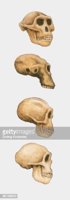 Illustration Of Australopithecus Homo Habilis And Homo Sapiens Skulls