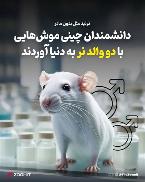 ‎zoomit زومیت‎ ‎‌ 🚨 تولد موش‌هایی با دو پدر و بدون مادر ژنتیکی 🧬🐭