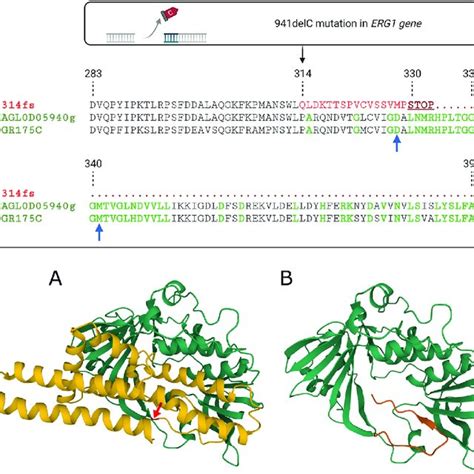 The Upper Panel Shows A Multiple Sequence Alignment Of Frameshift