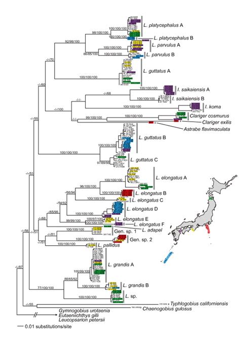 maximum likelihood phylogeny based on 608 bp of the mitochondrial cyt b