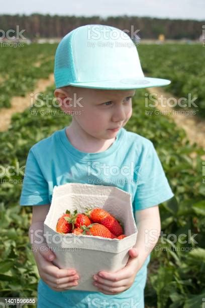 한 소년이 딸기 밭에 서서 수집 된 열매 상자를 손에 들고 있습니다 2 3 살에 대한 스톡 사진 및 기타 이미지 2 3 살 과일 관목 Istock
