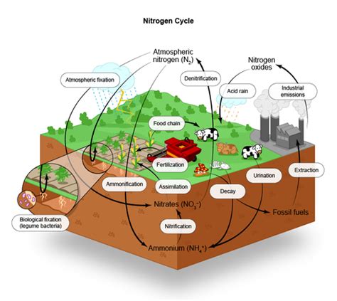 Earth Space Science Earth Cycles Quizlet