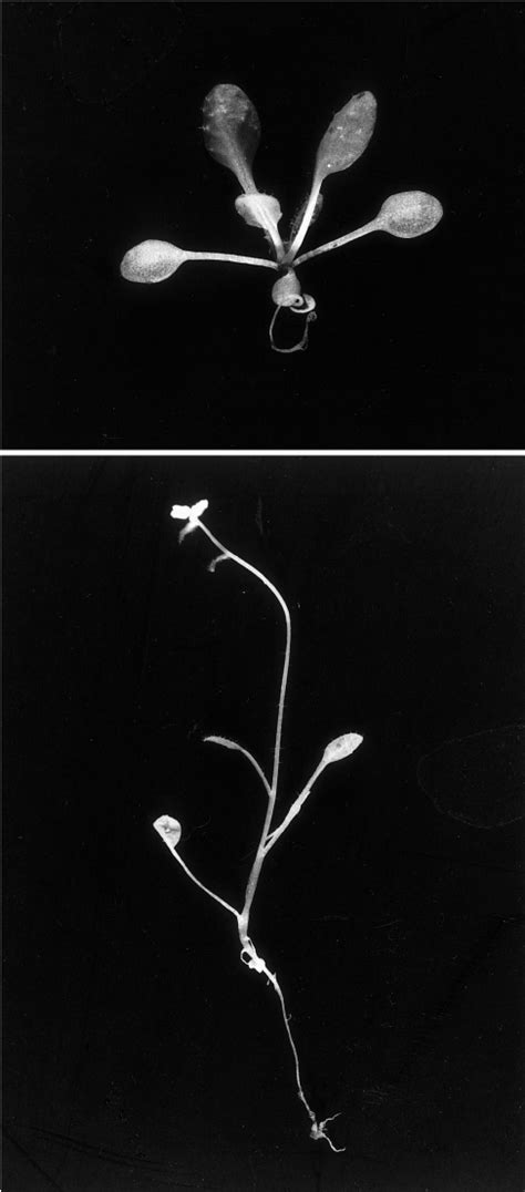 Phenotypes Of The Phya Phyb Cry1 Triple Mutant Of Arabidopis Grown