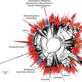PDF The Divided Bacterial Genome Structure Function And Evolution