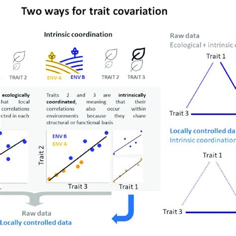Diagram Showing Two Ways For Trait Covariation In This Hypothetical