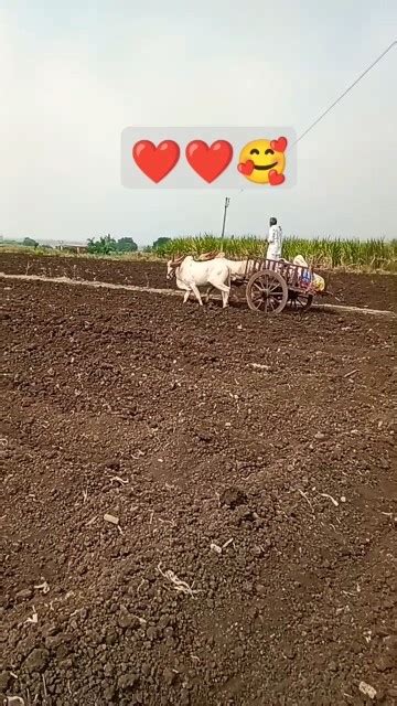 बाप माणूस ️बाप शॉर्ट्स शॉर्ट शेतकरी ज्योती मराठी शेतकरीअसालतर