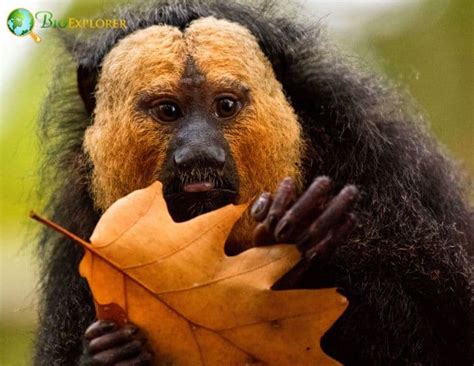 Golden Faced Saki Characteristics Pithecia Chrysocephala Facts