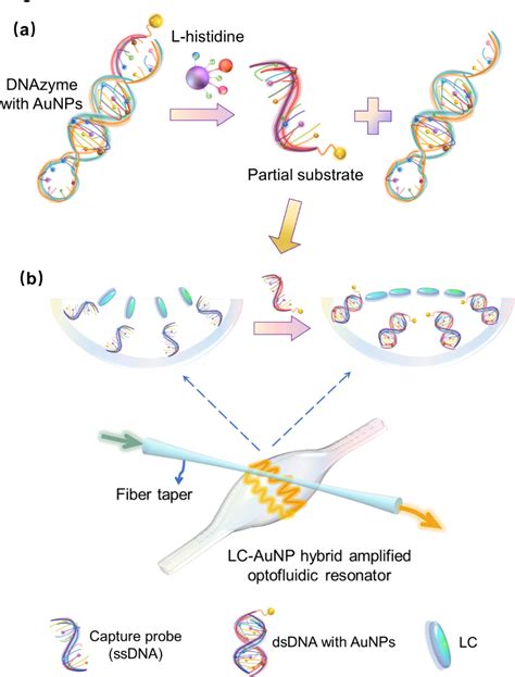 Figure 1 From Ultra Sensitive Dnazyme Based Optofluidic Biosensor With Liquid Crystal Au
