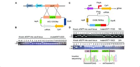 Construction Of Superfolder Green Fluorescence Protein Sfgfp