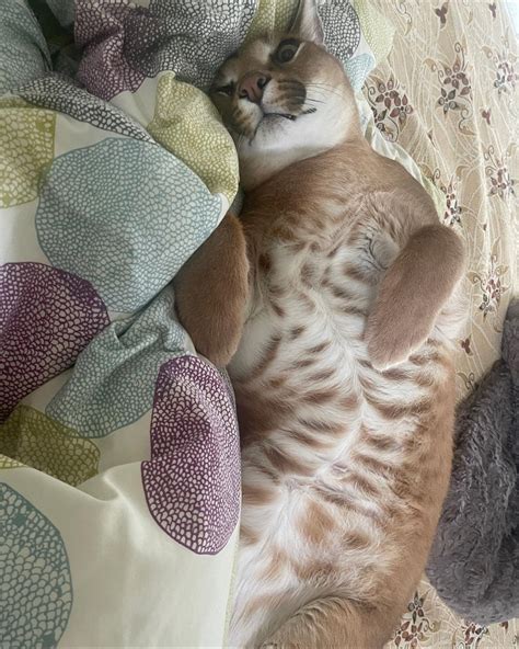 Floppas For Today R Floppa