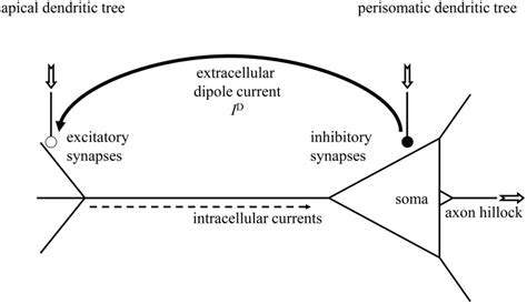 Sketch Of A Cortical Pyramidal Neuron With Extracellular Current Dipole Download Scientific