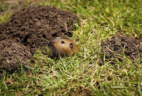 How To Get Rid Of Gophers In The Natural Way