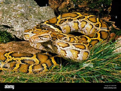 Indian Python Python Molurus Is A Large Non Venomous