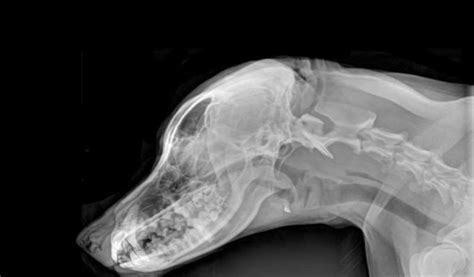 Osteoporosis En Perros Portal Salud