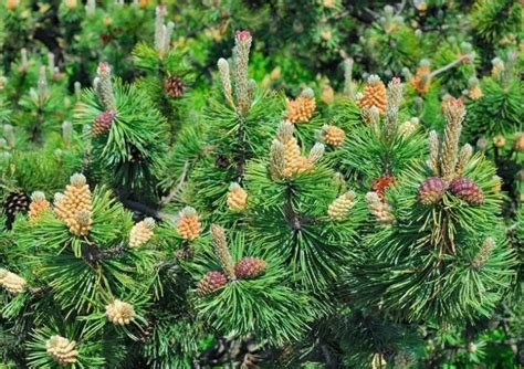 Mugo Pine Pinus Mugo Care And Growing Guide Most Detailed
