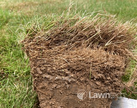 Why Do We Need To Manage Thatch Levels In Our Lawn Lawntech