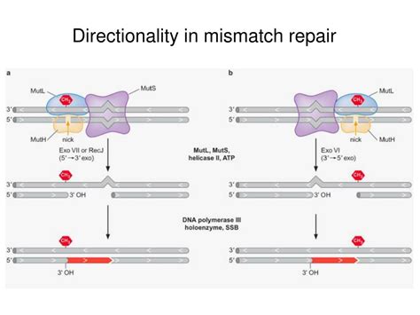 Ppt The Mutability And Repair Of Dna Powerpoint Presentation Free
