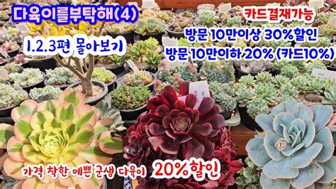 다육이를부탁해 4 123편 몰아보기 예쁜 다육이 멋진 군생까지 20~30할인 Youtube