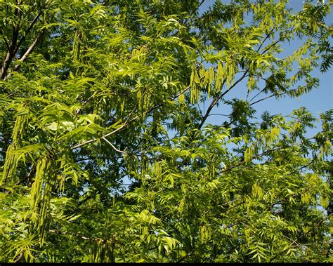 Pecan Tree Care And Growing Guide Expert Tips For Success Gardeningetc